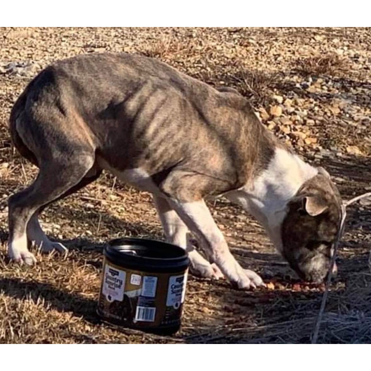 Donate to Our Food Drive | Support animal welfare with CUDDLY