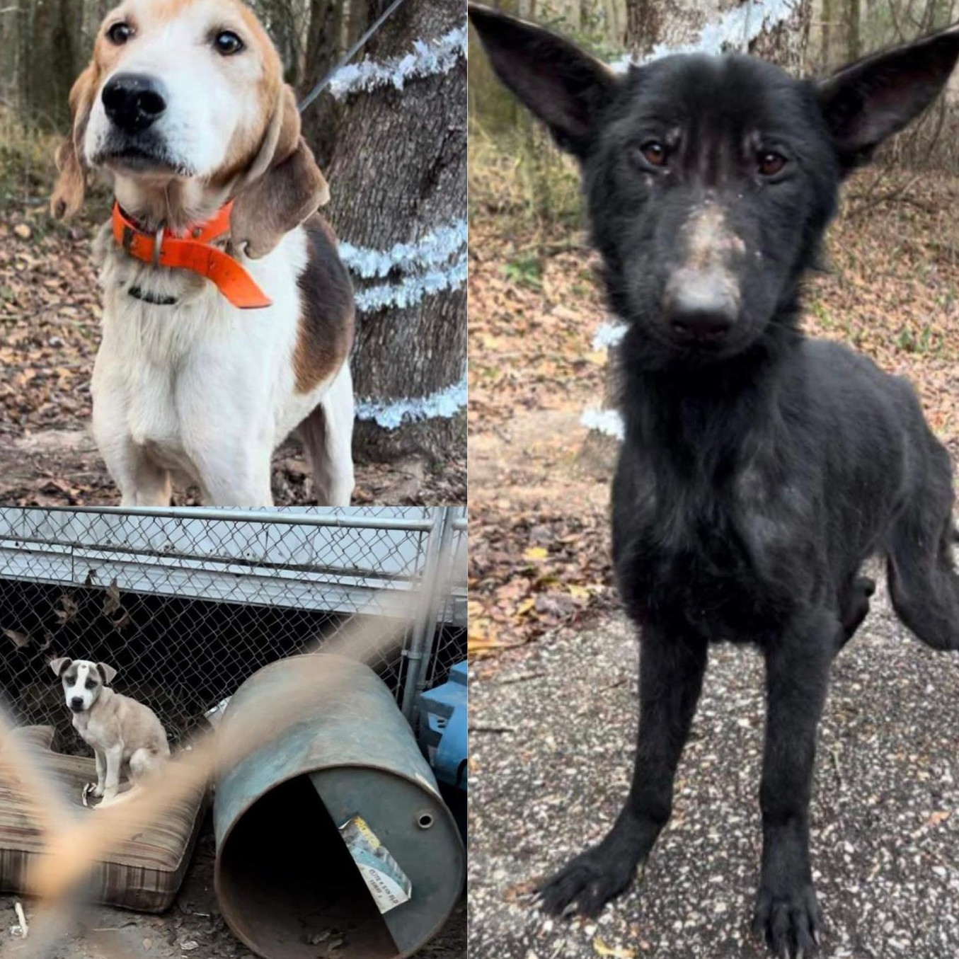 Donate to Gumbo, Frank, and Ember | Support animal welfare with CUDDLY