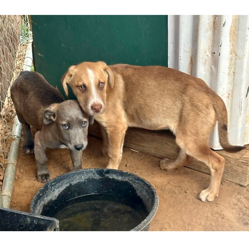 Donate to Peanut & Butter | Support animal welfare with CUDDLY