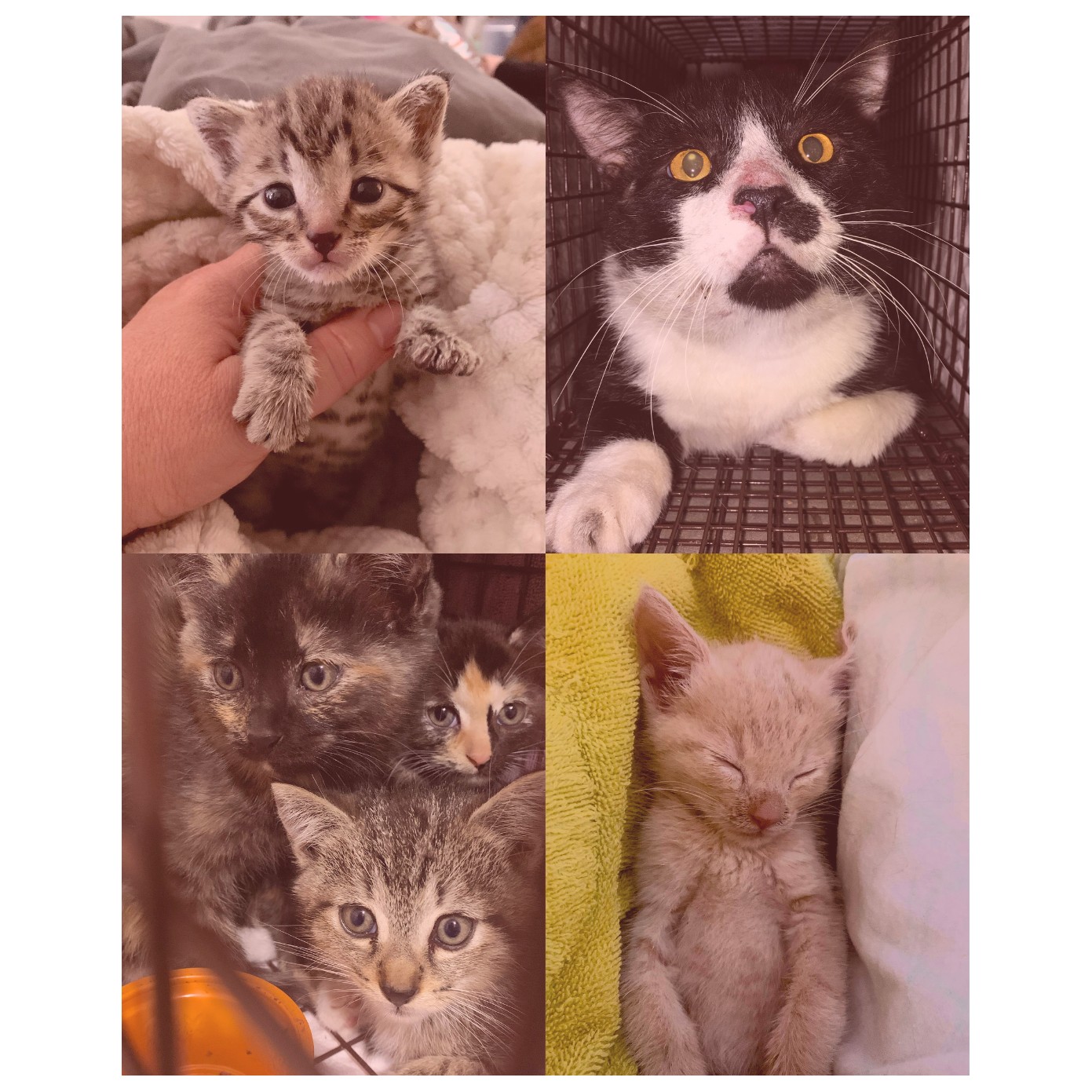 Donate to Community Cats In Need | Support animal welfare with CUDDLY