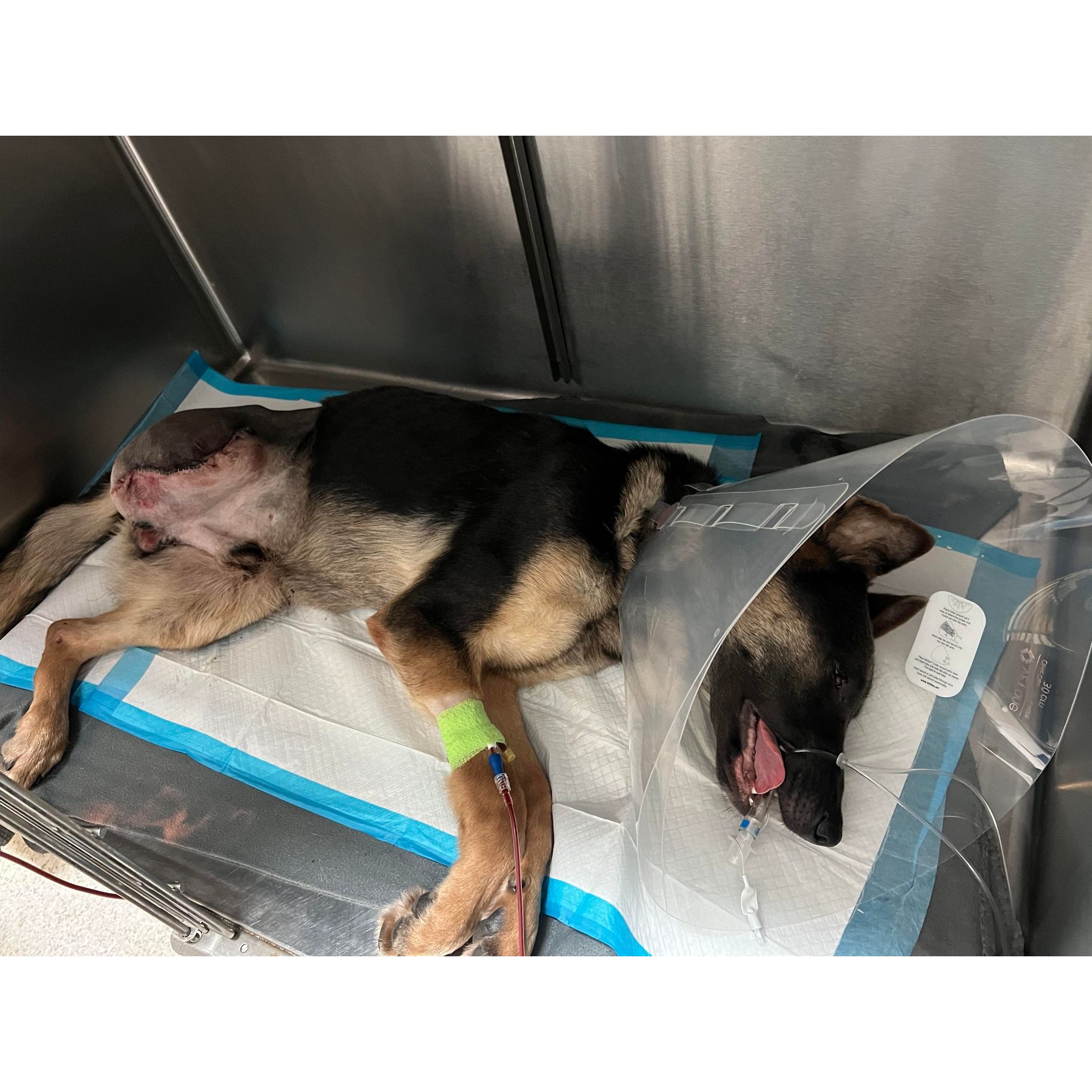 Donate to Shelby | Support animal welfare with CUDDLY