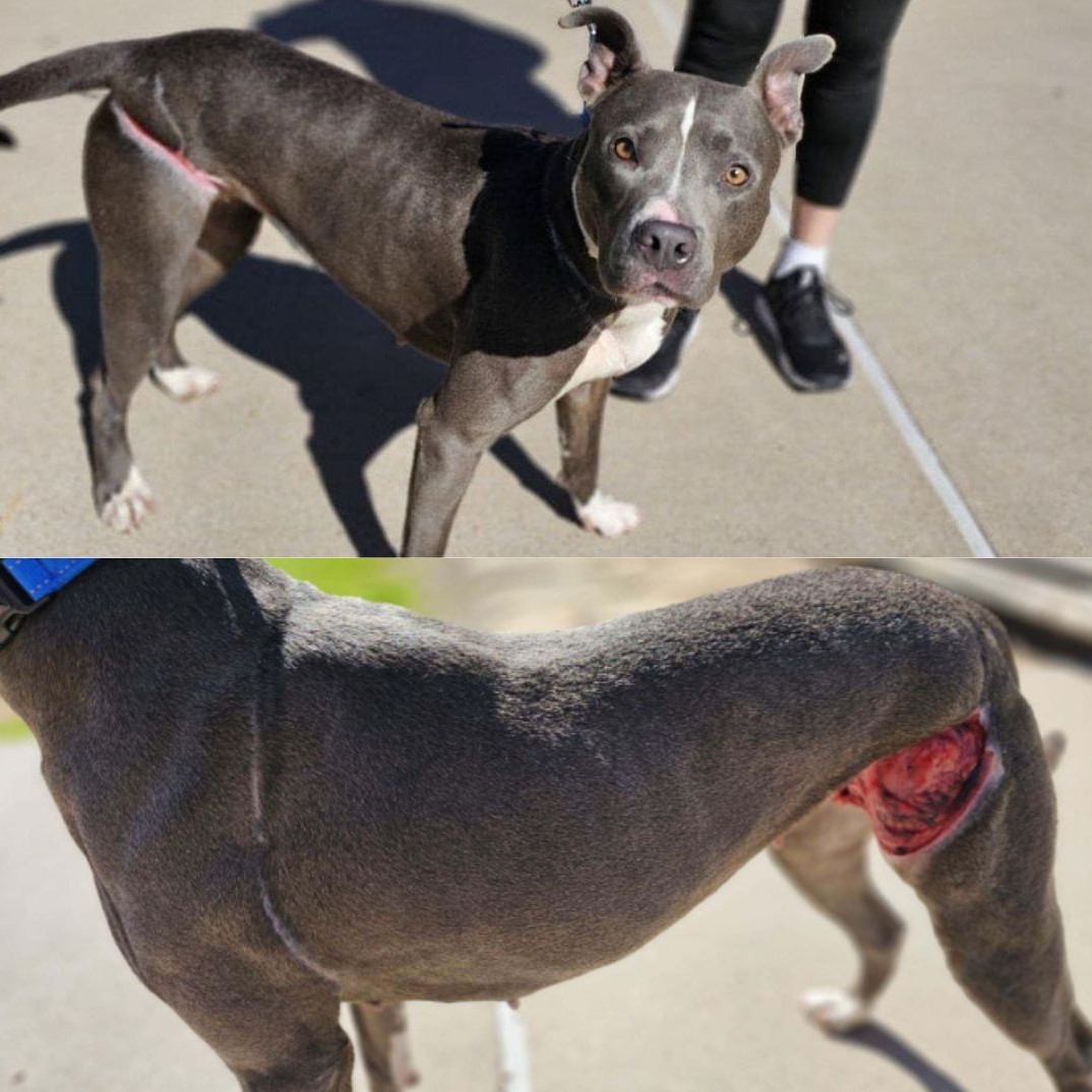 Donate to Gypsy | Support animal welfare with CUDDLY