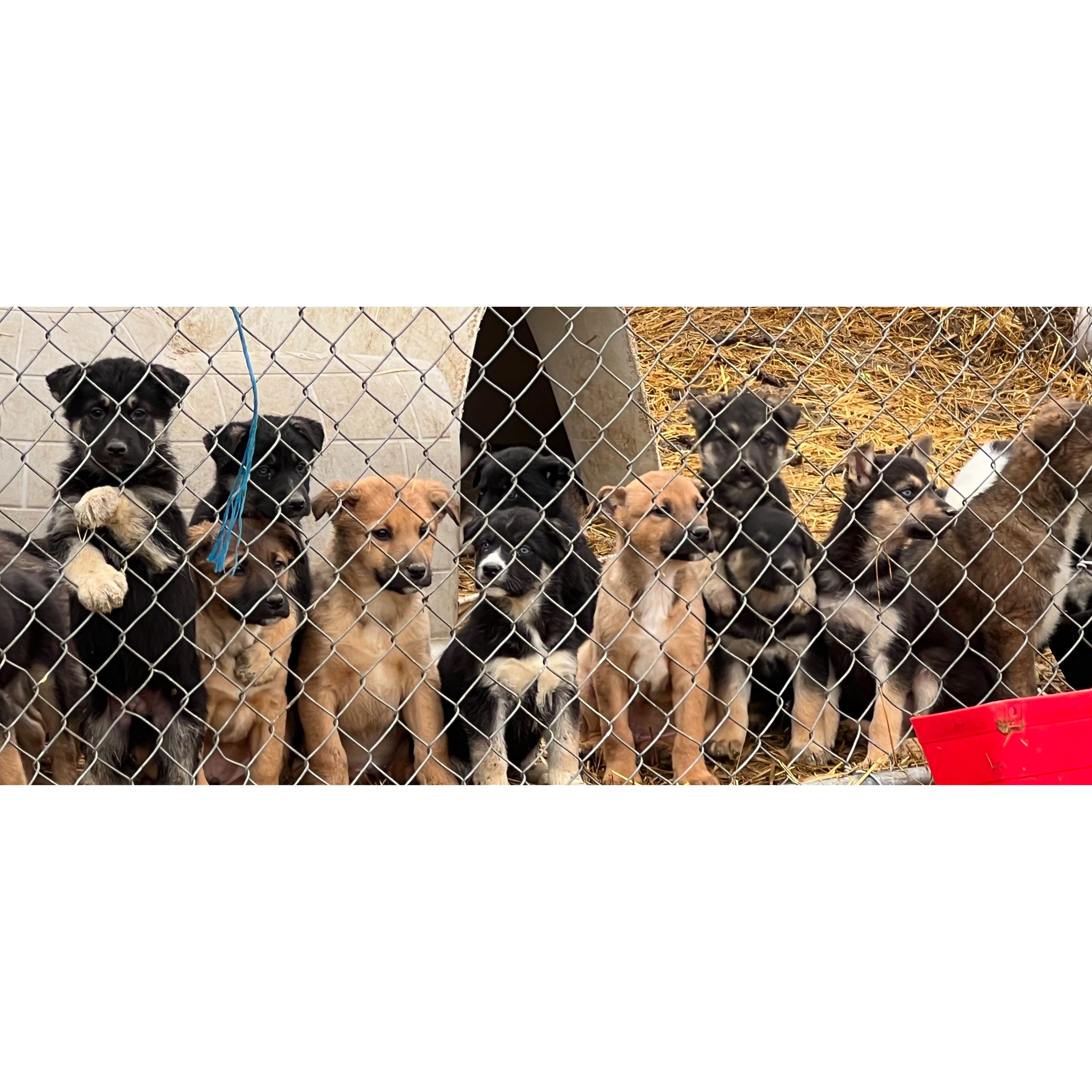 Donate to Our Deserving Animals | Support animal welfare with CUDDLY