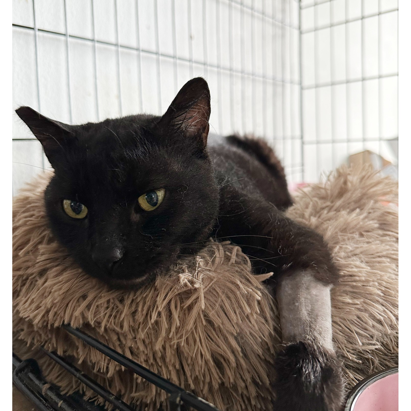 Donate to Luca | Support animal welfare with CUDDLY