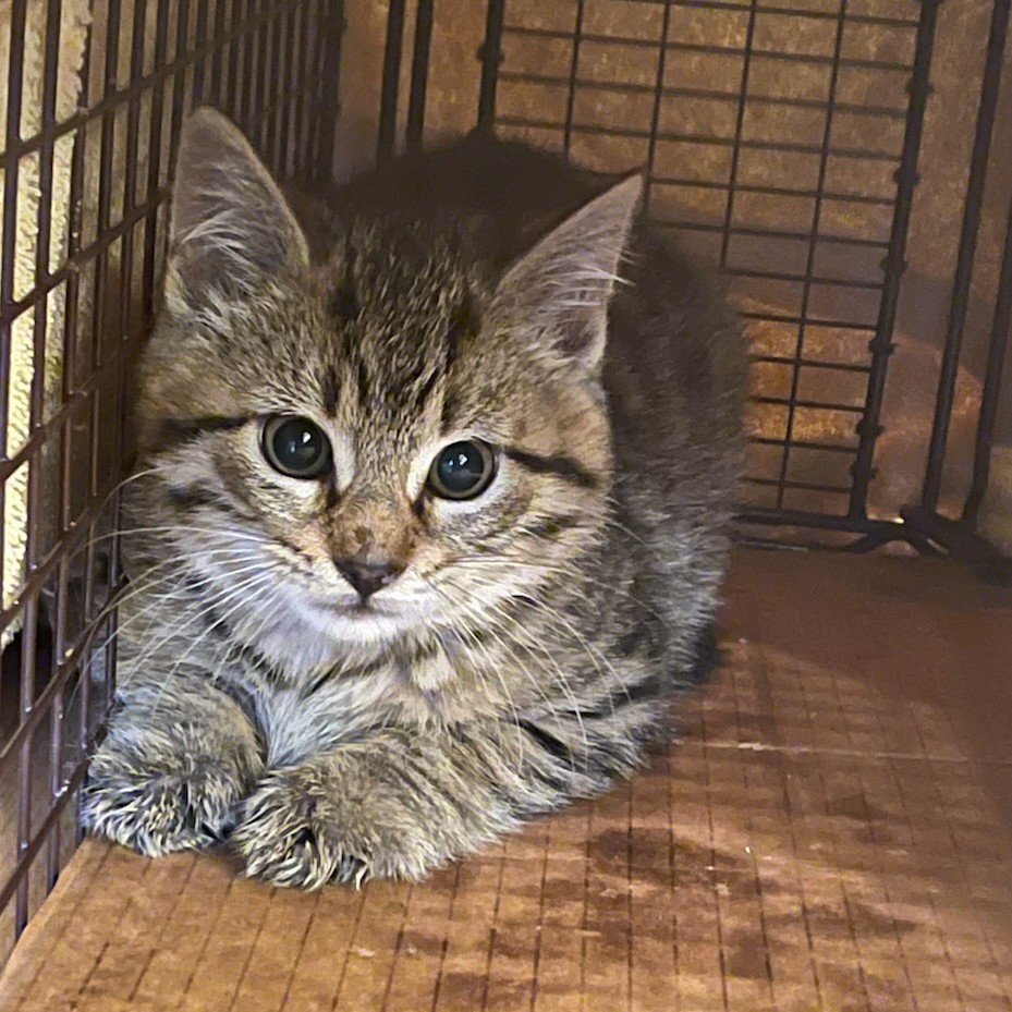 These Community Cats's wishlist