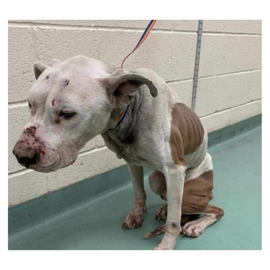 Donate to Dodger | Support animal welfare with CUDDLY