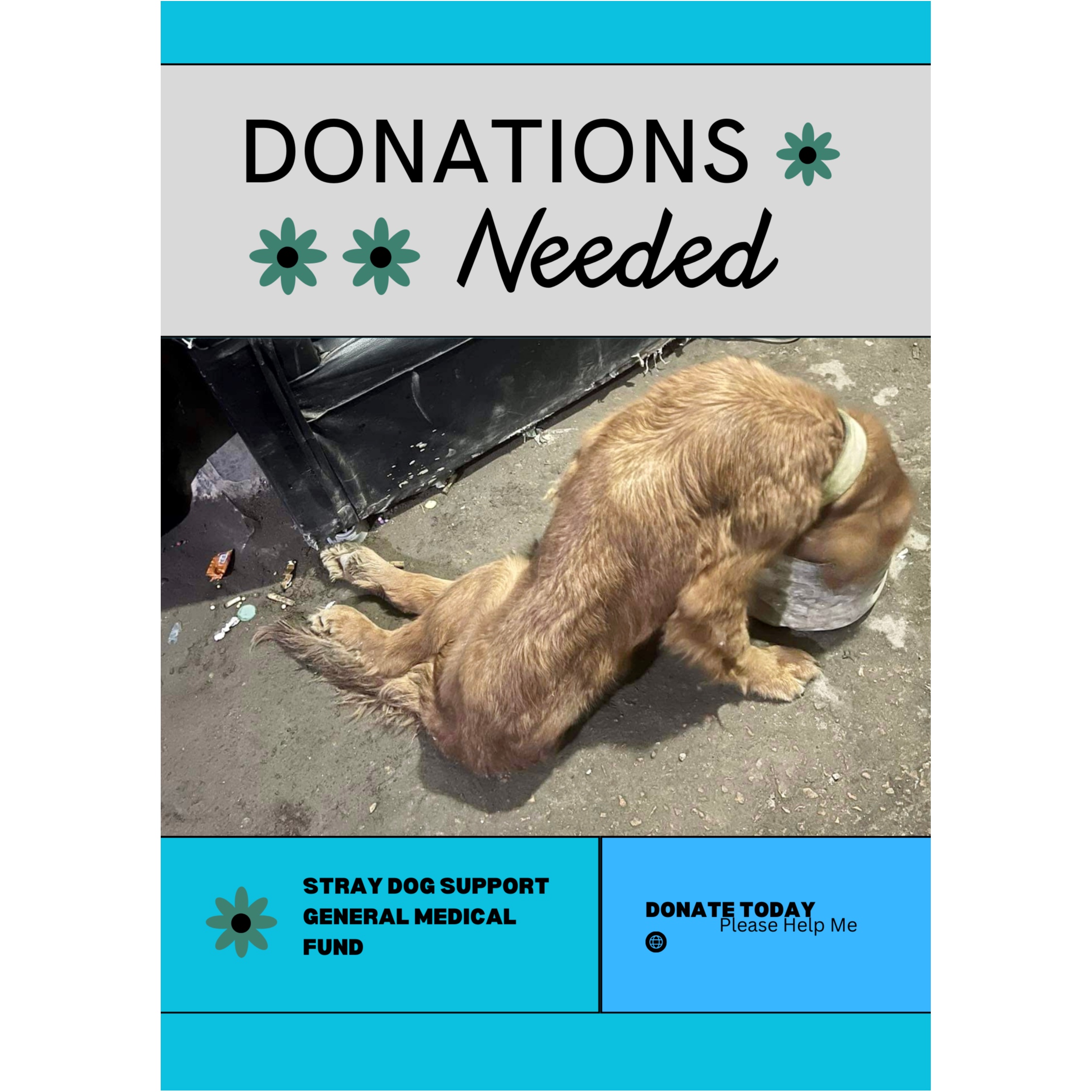 Donate to Stray Dog Support Emergency Medical Fund | Support animal ...