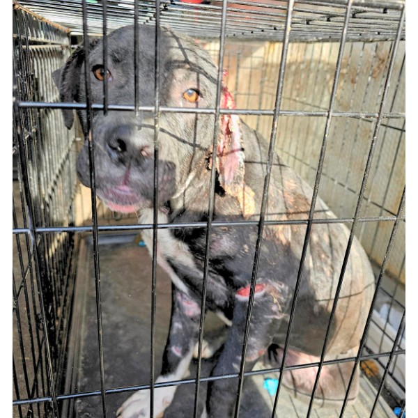 Donate to Brodie | Support animal welfare with CUDDLY