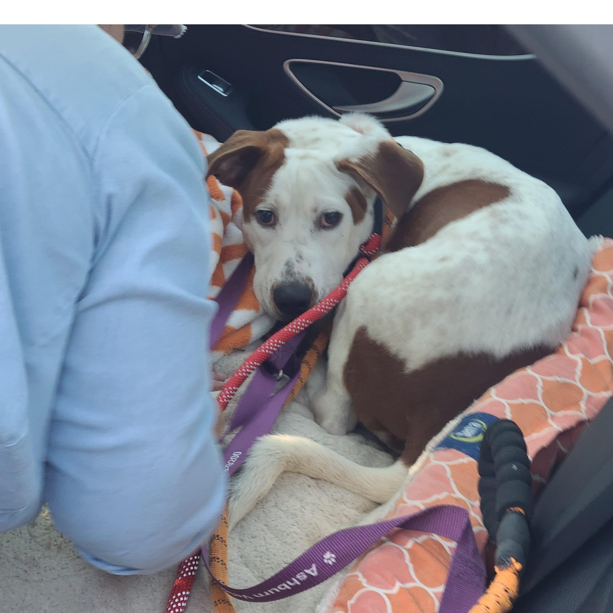 Donate to Gus | Support animal welfare with CUDDLY