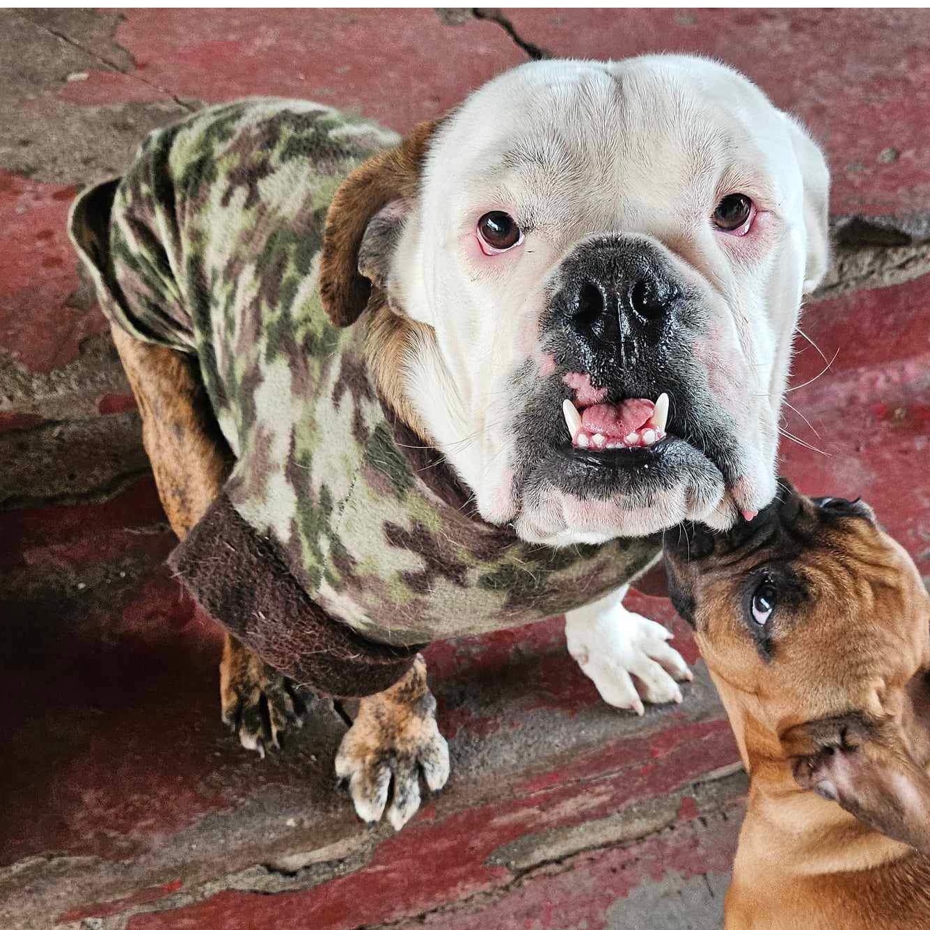 Donate to Goober | Support animal welfare with CUDDLY