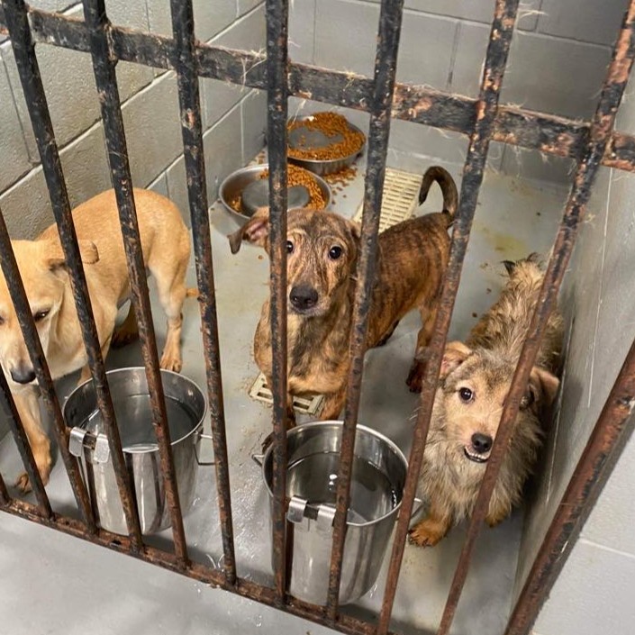 Donate to These Shelter Dogs | Support animal welfare with CUDDLY