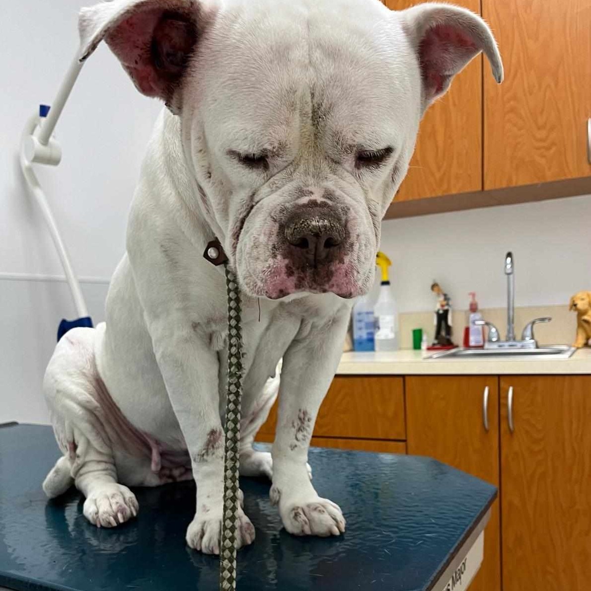 Donate to Janet | Support animal welfare with CUDDLY