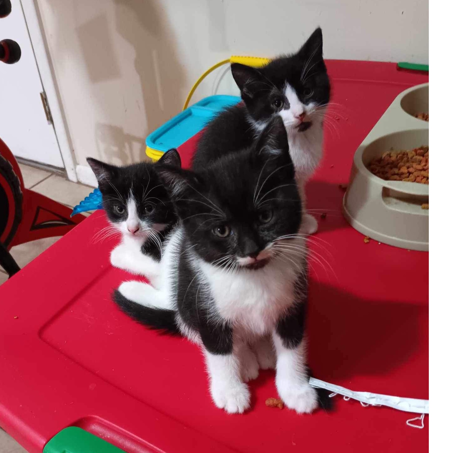 Donate to Kitten Intake Skyrockets | Support animal welfare with CUDDLY