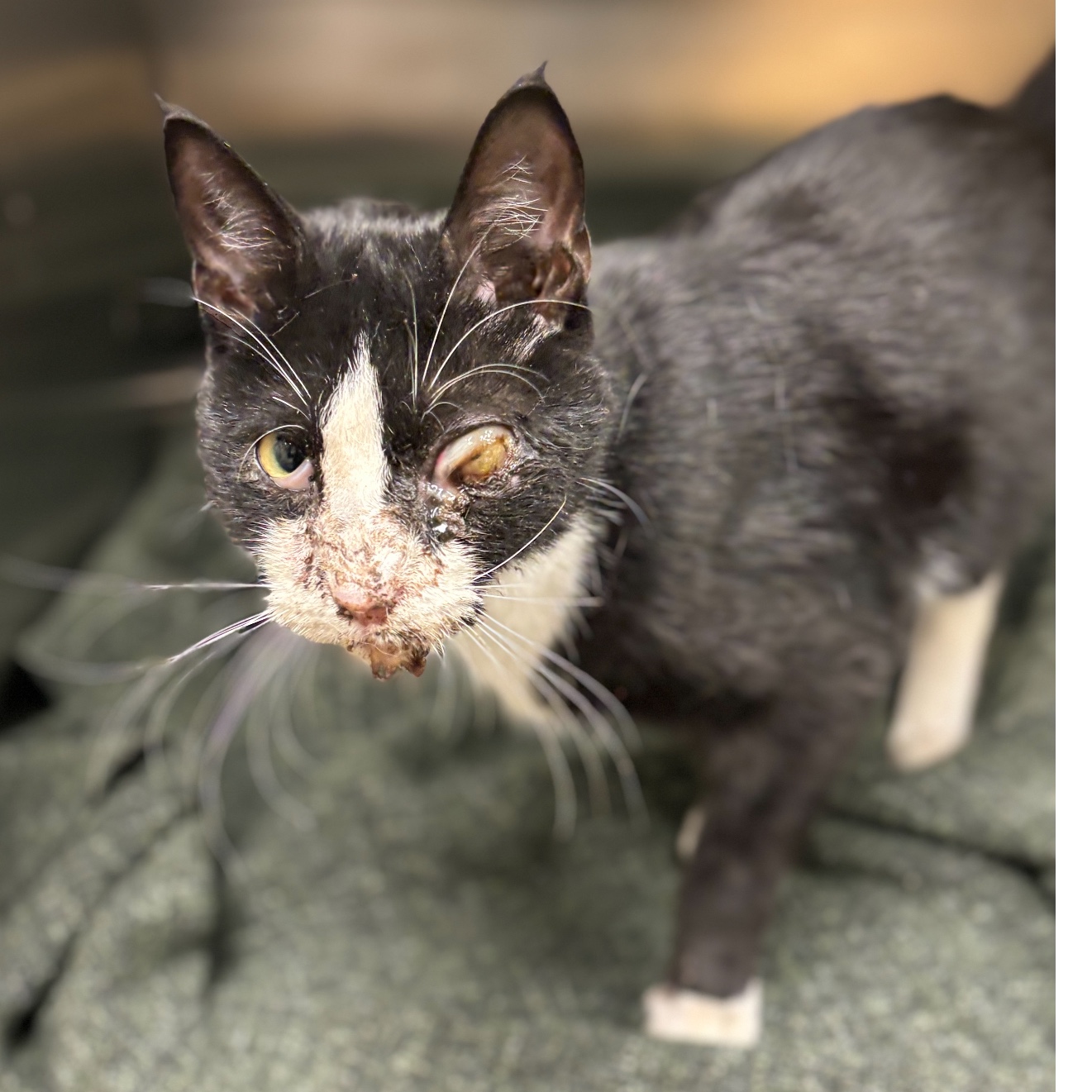 Donate to Nino | Support animal welfare with CUDDLY