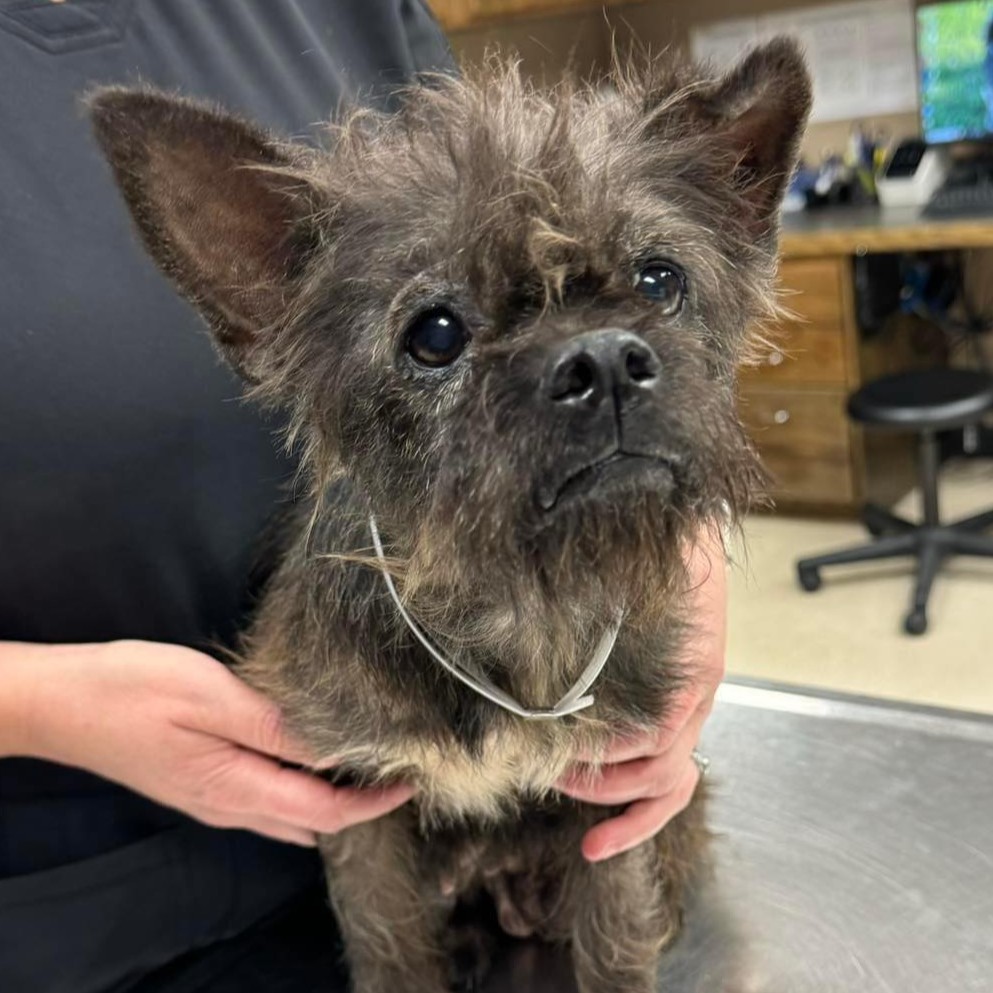 Donate to Harriet | Support animal welfare with CUDDLY