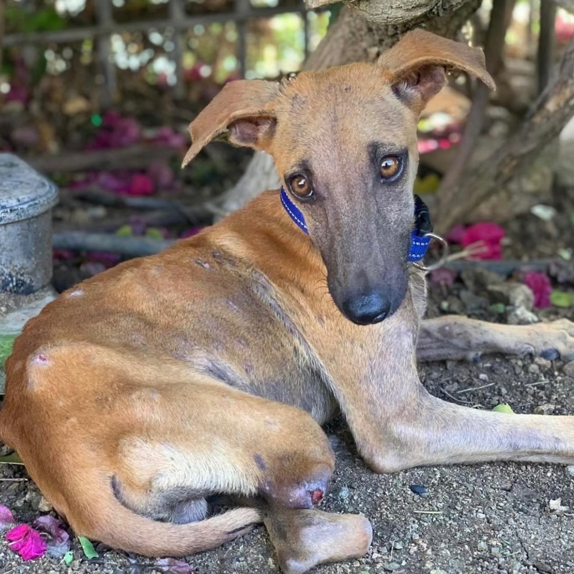 Donate to Zeek | Support animal welfare with CUDDLY