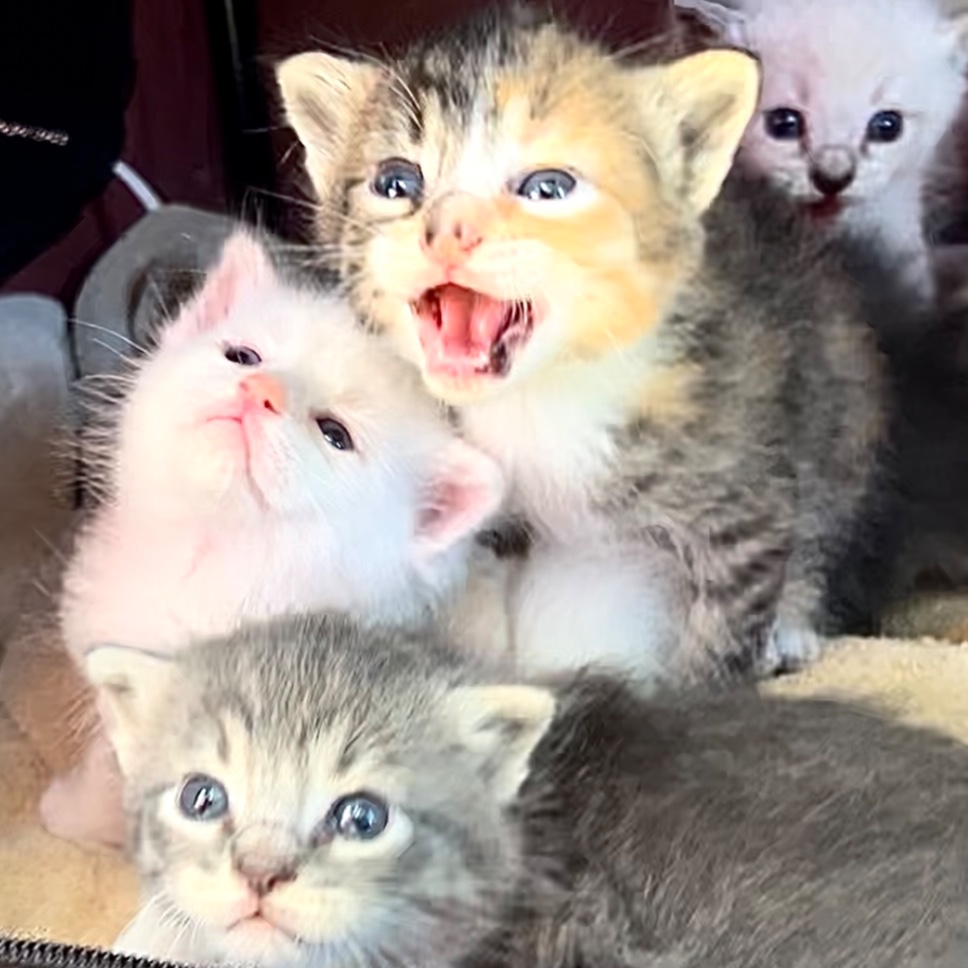 Donate to These Orphan Kittens | Support animal welfare with CUDDLY
