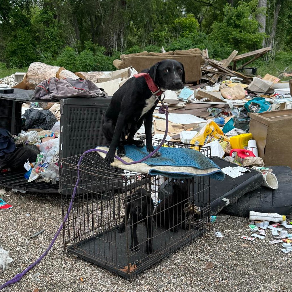 Donate to Hope & Her Puppies | Support animal welfare with CUDDLY