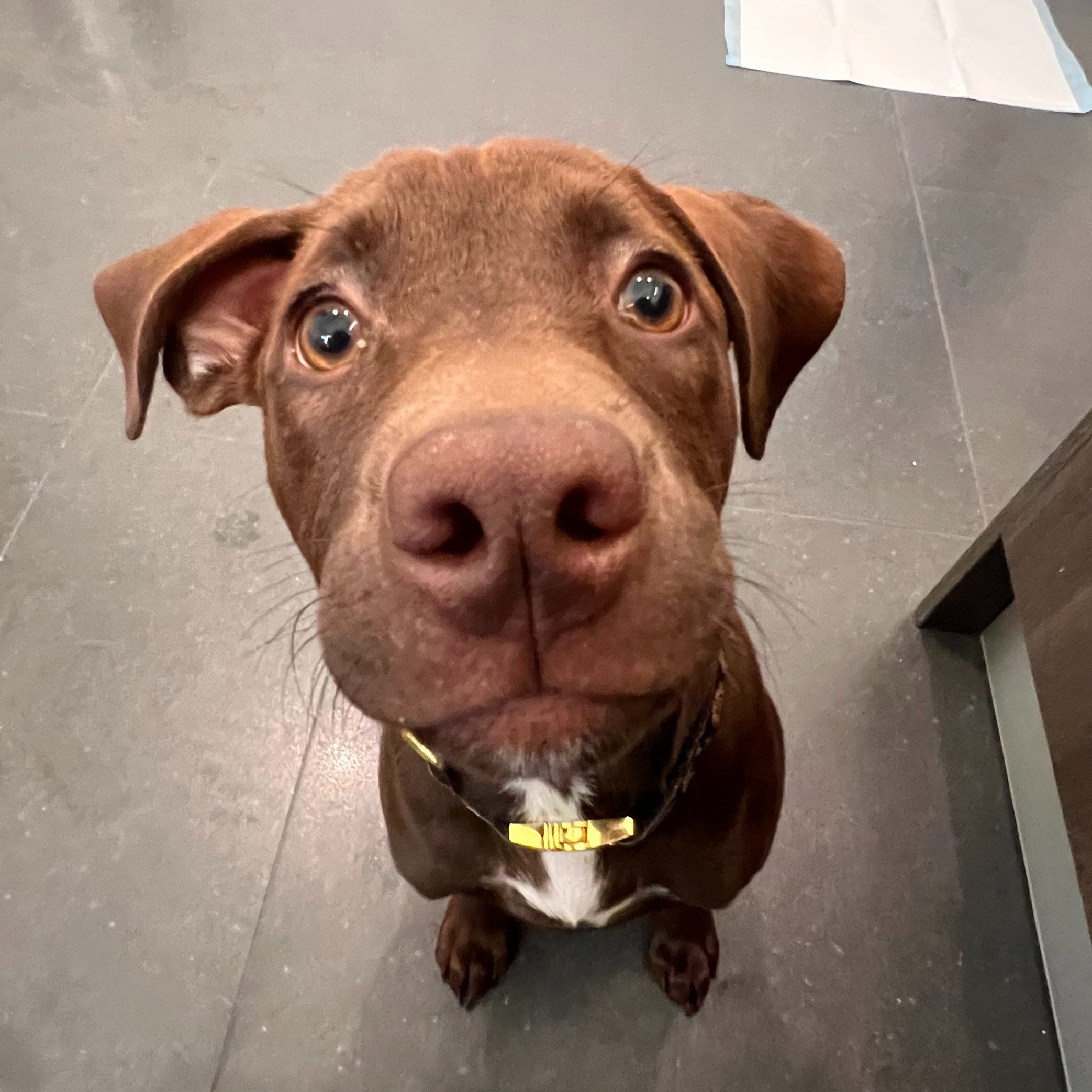 Donate to Lyra | Support animal welfare with CUDDLY