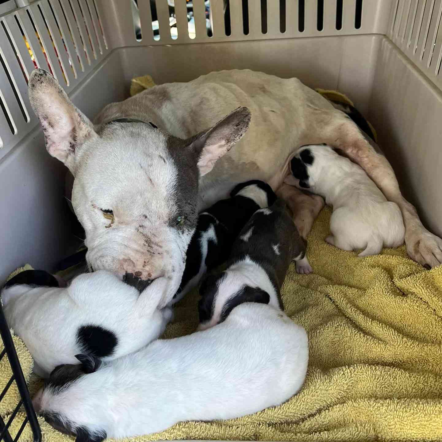 Donate to Mama Justice & Her 5 Pups | Support animal welfare with CUDDLY