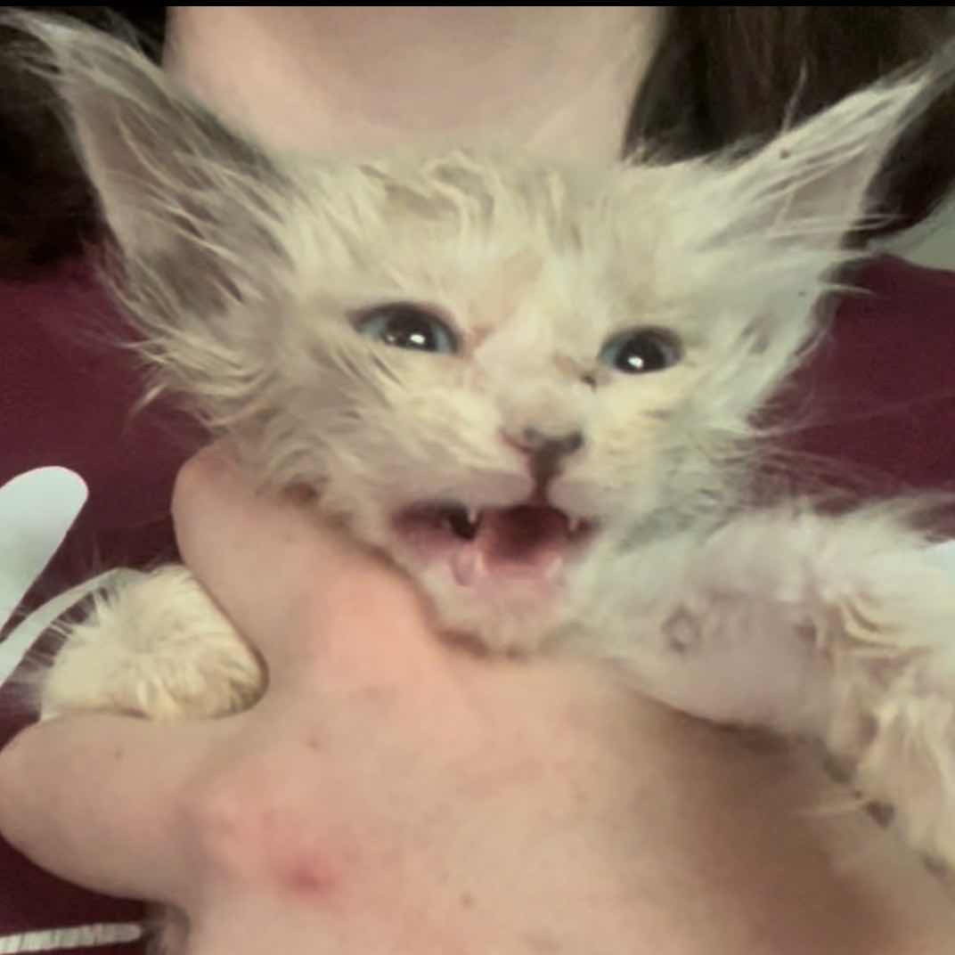 Donate to Cirrus, Stratus, & Nimbus | Support animal welfare with CUDDLY