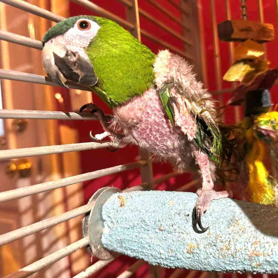 Donate to Kyle and Sammy | Support animal welfare with CUDDLY