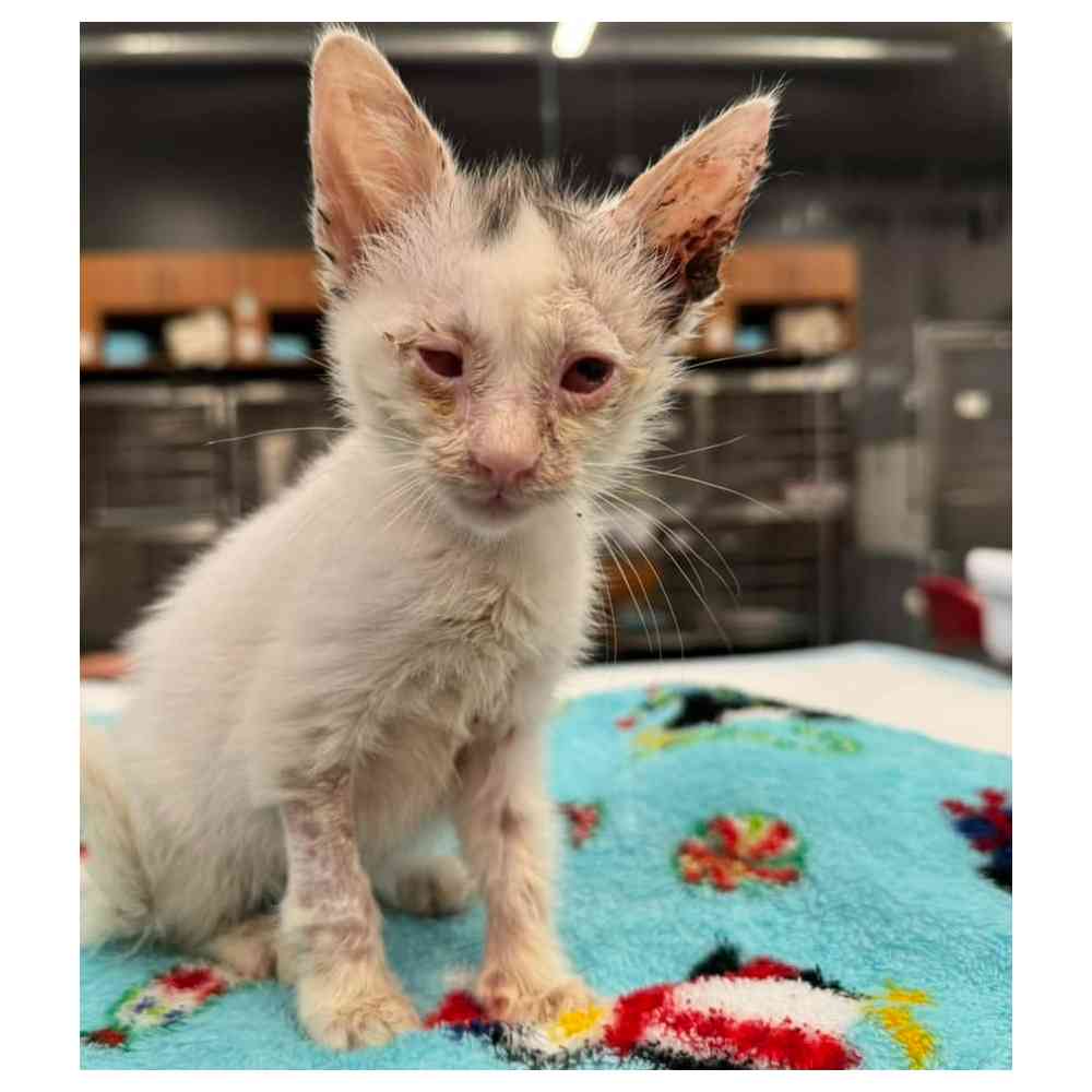 Donate to Edgar | Support animal welfare with CUDDLY