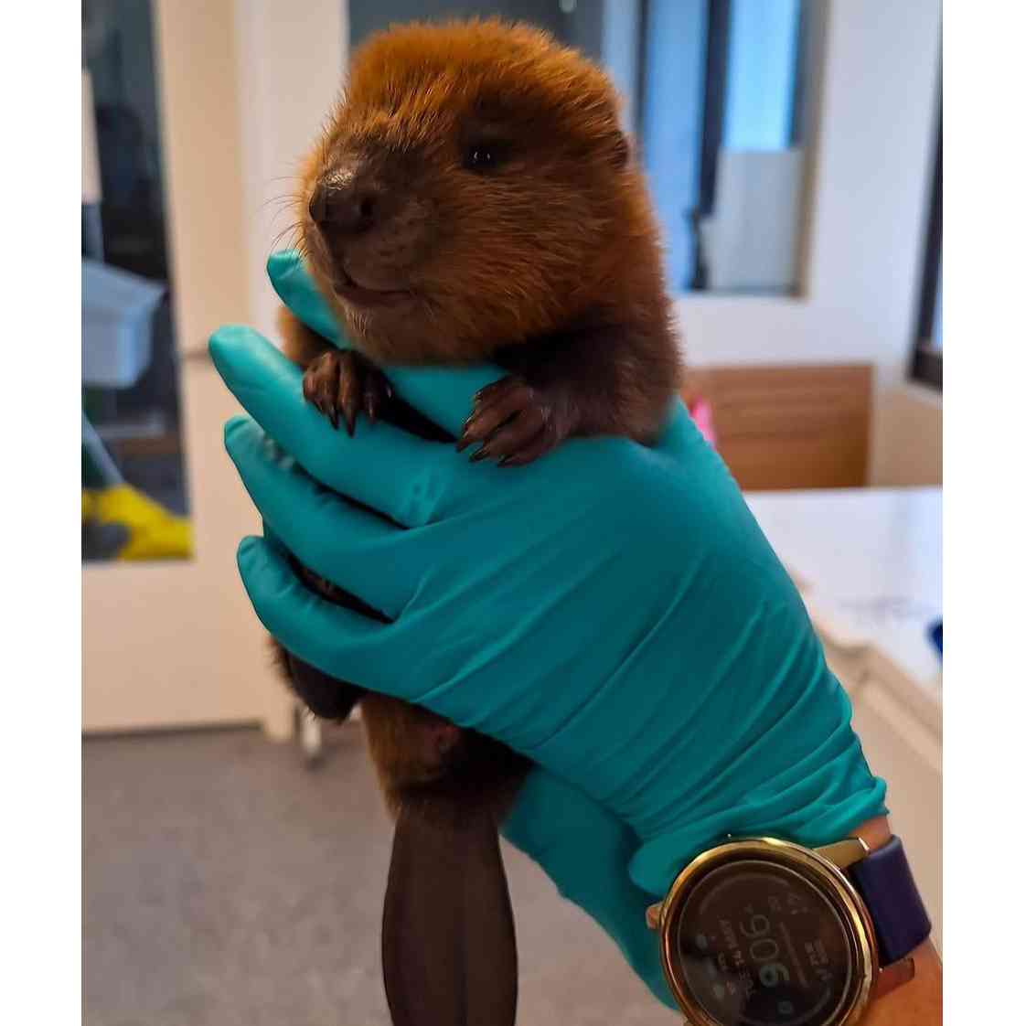 Donate to Three Orphaned Beavers | Support animal welfare with CUDDLY