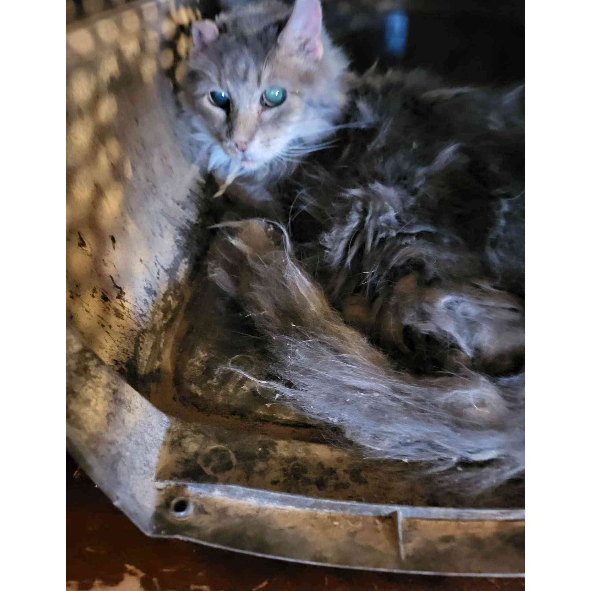 Donate to These 4 Neglected Cats | Support animal welfare with CUDDLY