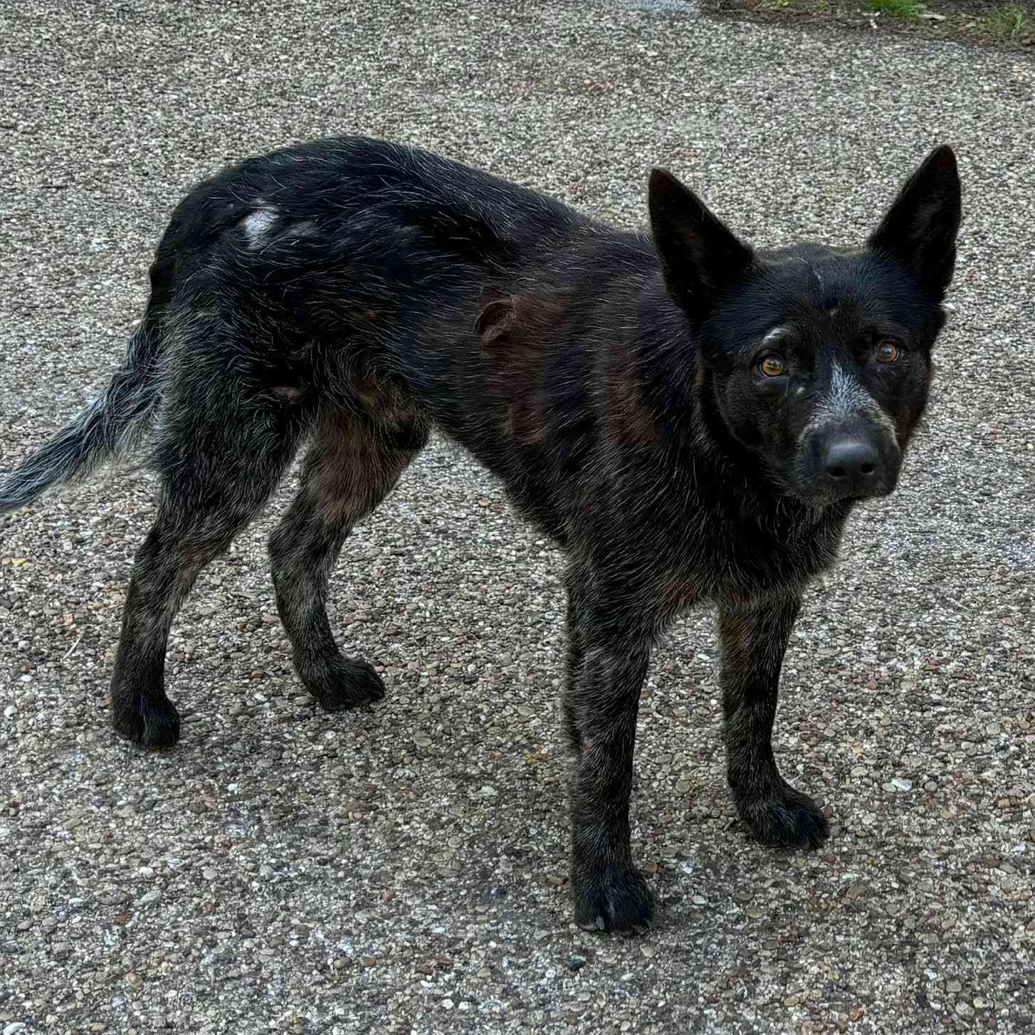 Donate to Roo | Support animal welfare with CUDDLY