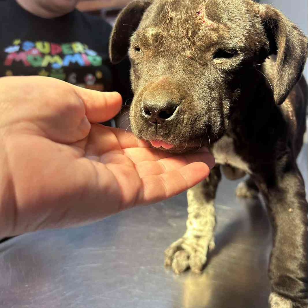 Donate to Staples | Support animal welfare with CUDDLY