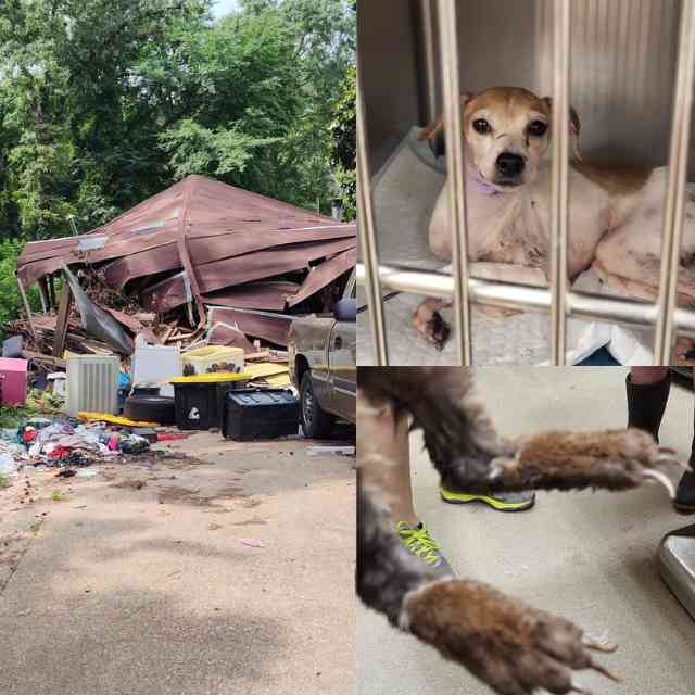 Donate to These 20 Neglected Dogs | Support animal welfare with CUDDLY