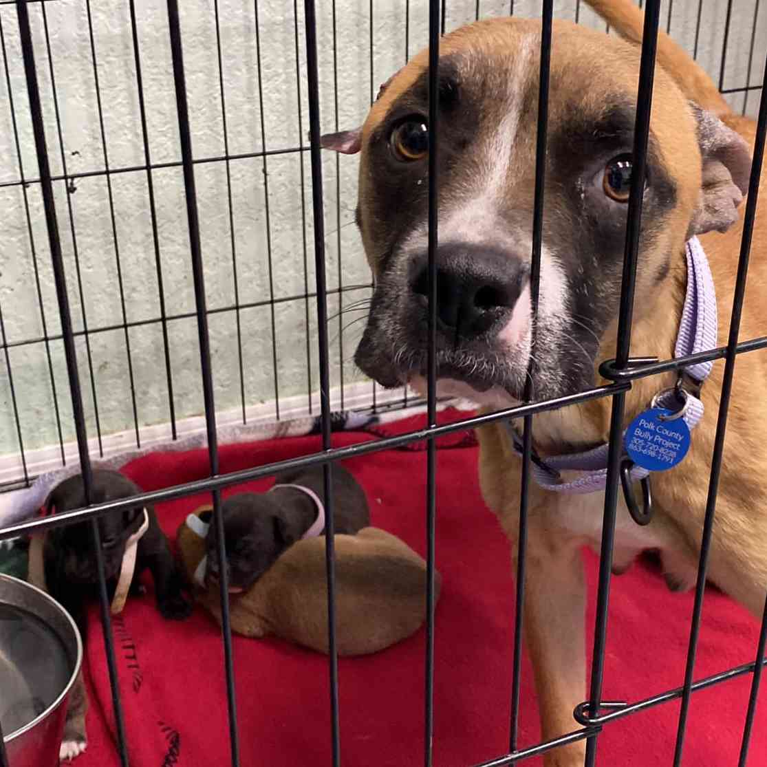 Donate to Meadow & Her Puppies | Support animal welfare with CUDDLY