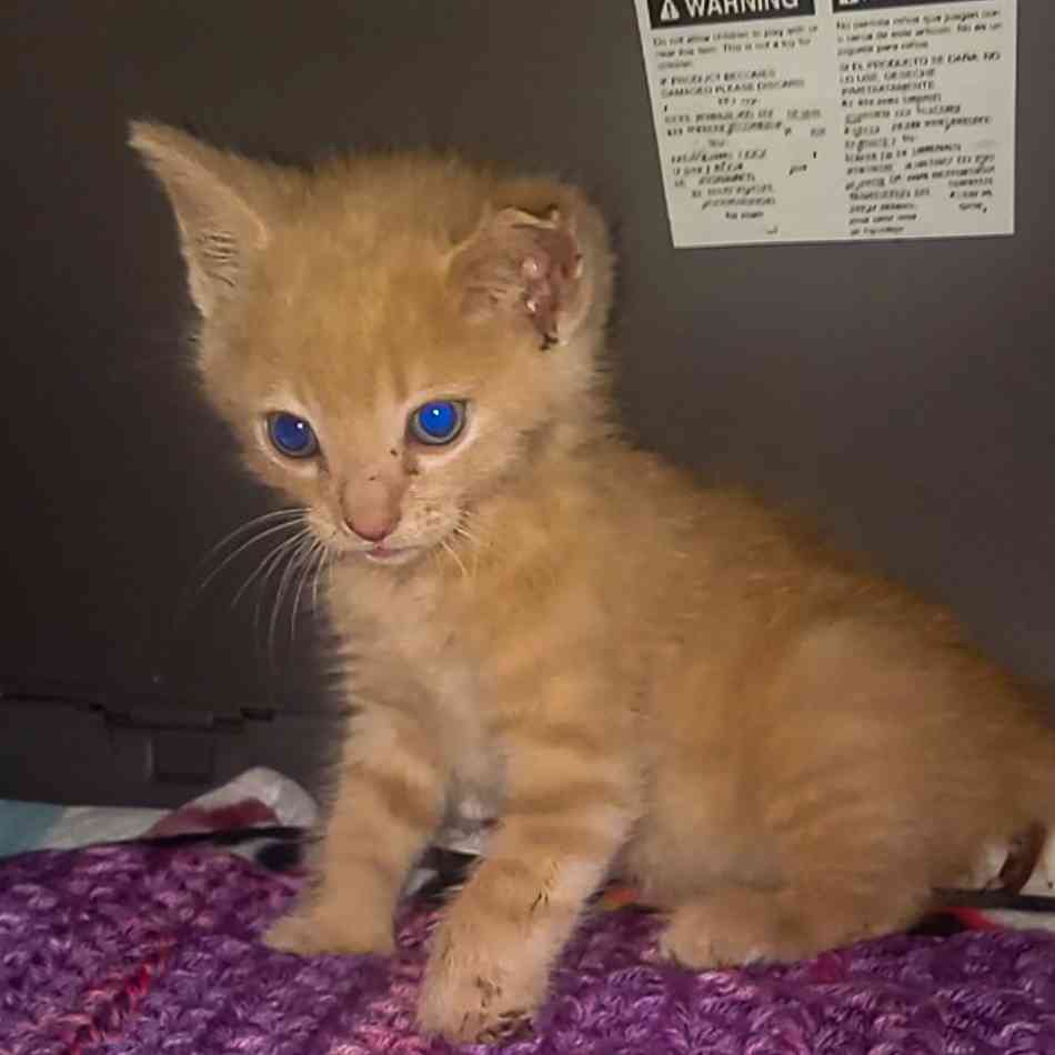 Donate to Pogo | Support animal welfare with CUDDLY