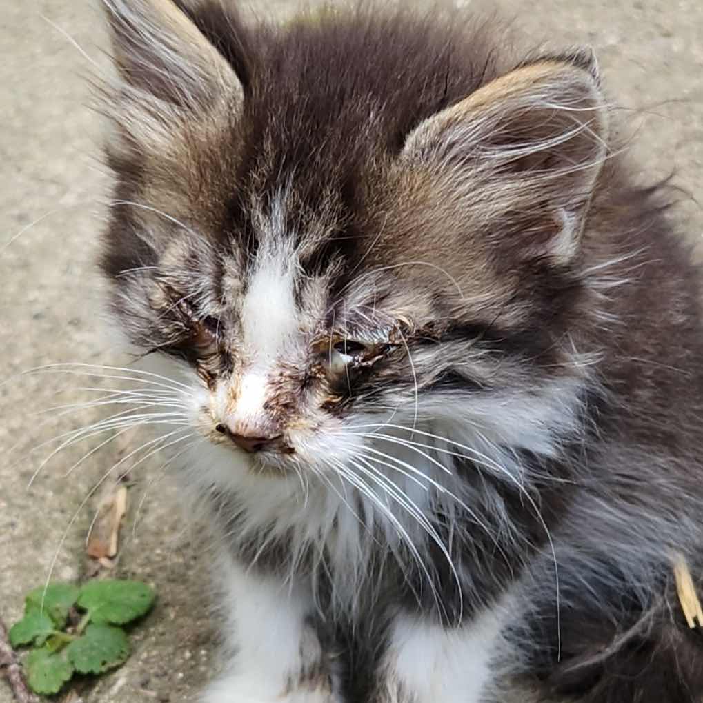 Donate to 3 kittens with horrifying eye infections | Support animal ...