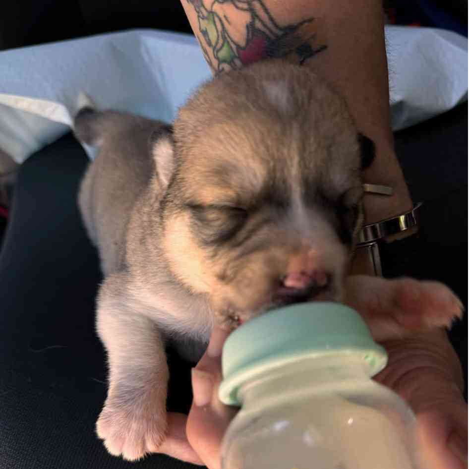 Donate to These 9 Orphaned Puppies | Support animal welfare with CUDDLY