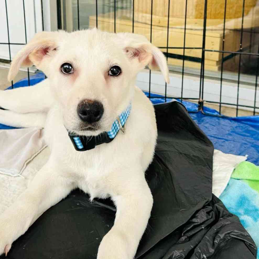 Donate to Save Our Rescue | Support animal welfare with CUDDLY