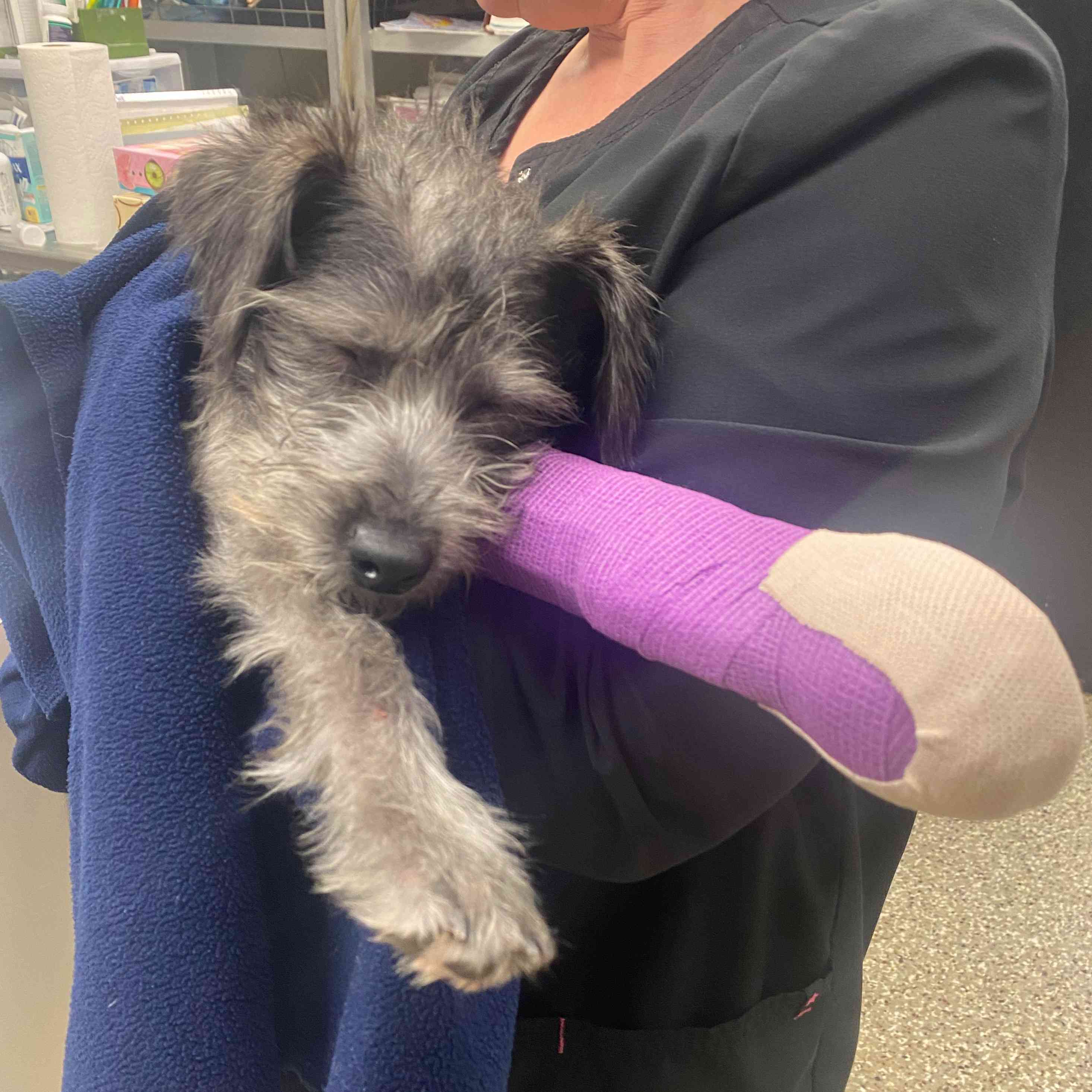 Donate to Sandi | Support animal welfare with CUDDLY