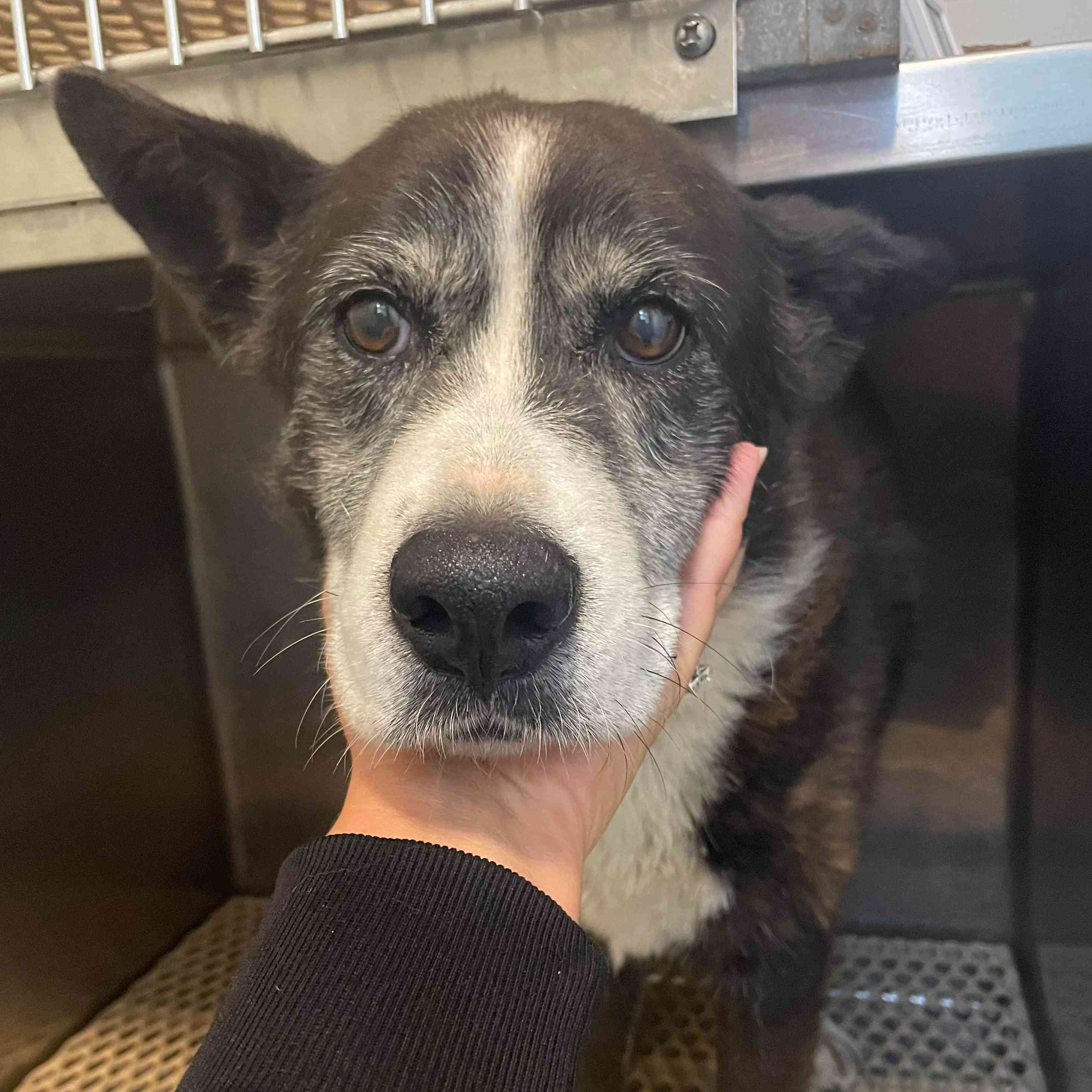 Donate to Frances | Support animal welfare with CUDDLY