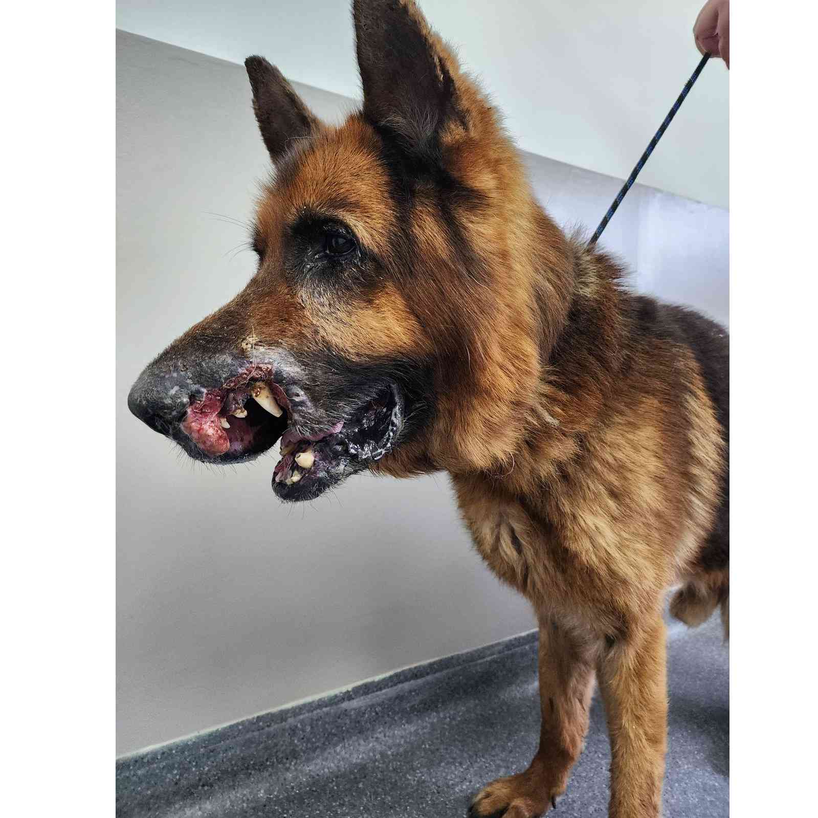 Donate to Tupac | Support animal welfare with CUDDLY