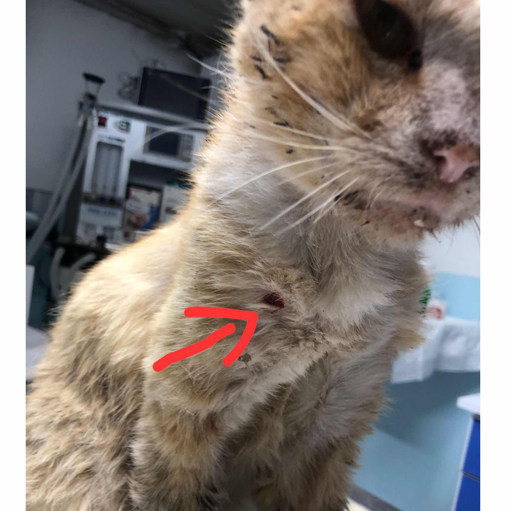 Donate to Cheddar | Support animal welfare with CUDDLY