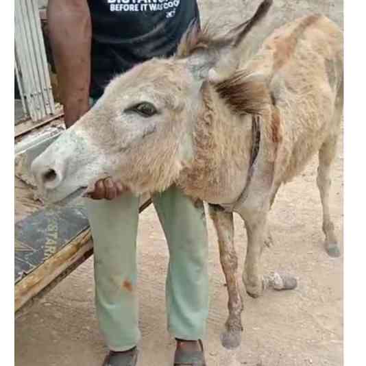 Donate to Sheila | Support animal welfare with CUDDLY