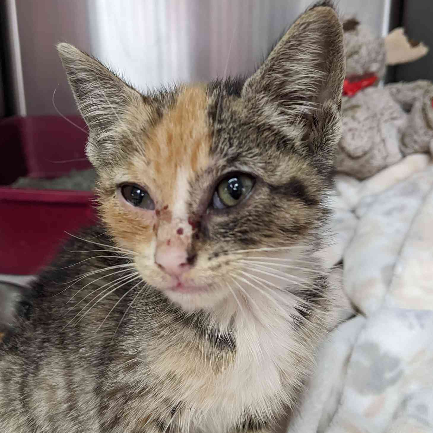 Donate to Penelope | Support animal welfare with CUDDLY