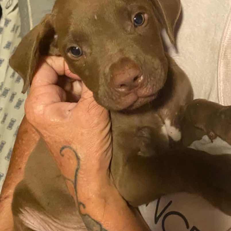 Donate to Reno | Support animal welfare with CUDDLY