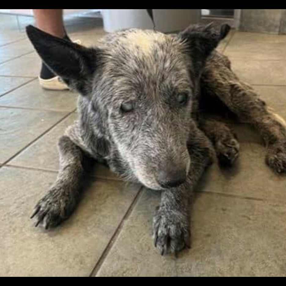 Donate to Florence (Flo) | Support animal welfare with CUDDLY