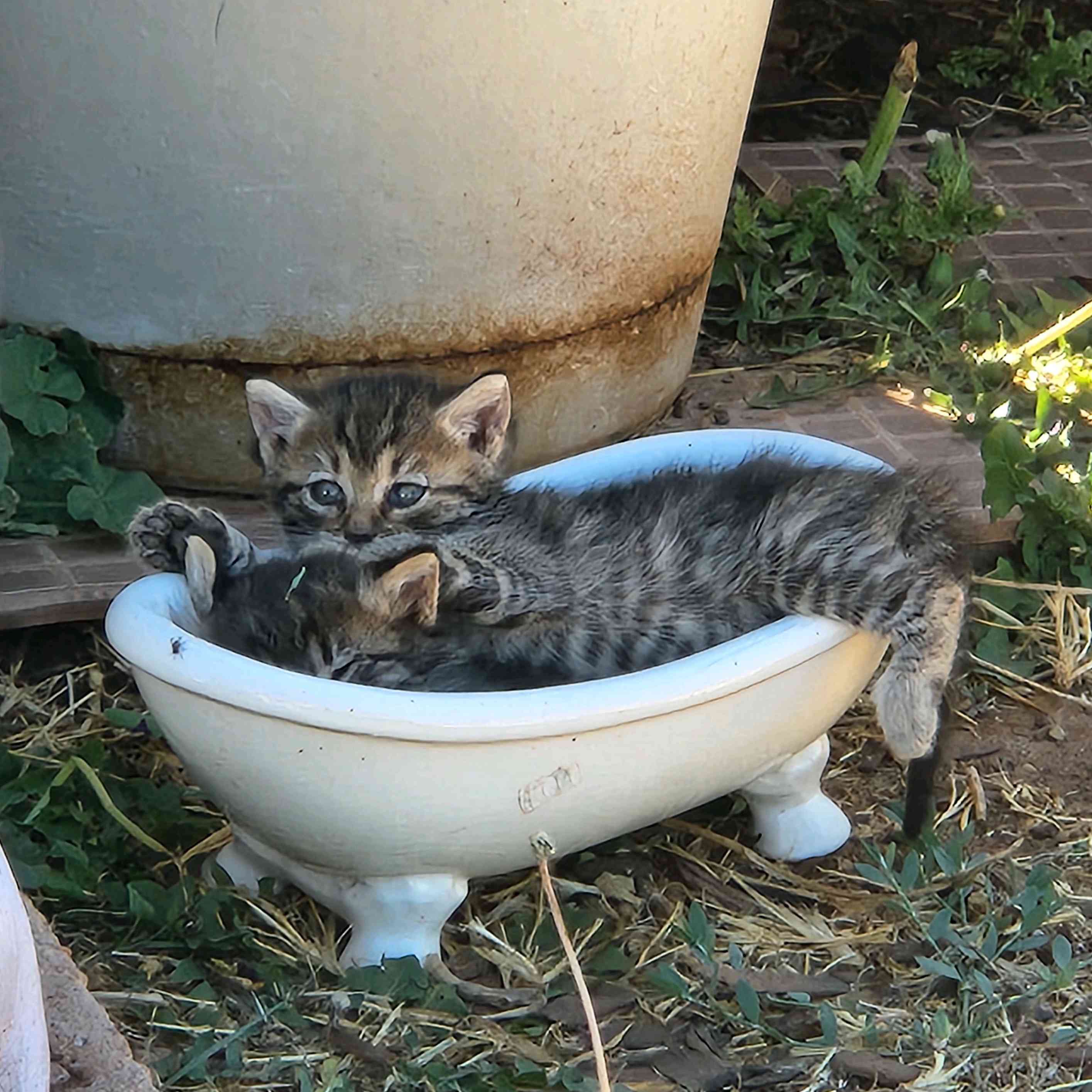 Donate to Anne's Cane Beds Cat Colony | Support animal welfare with CUDDLY