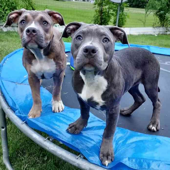 Donate to These Deserving Pups | Support animal welfare with CUDDLY