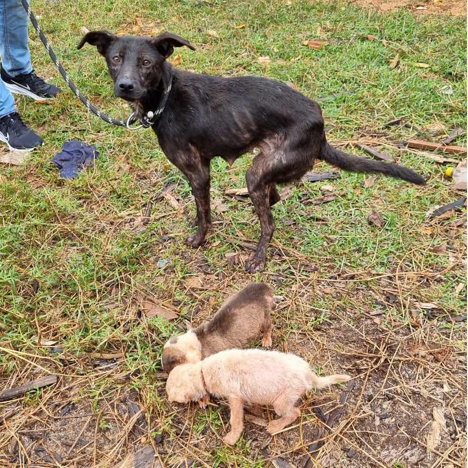 Donate to Simone and puppies | Support animal welfare with CUDDLY