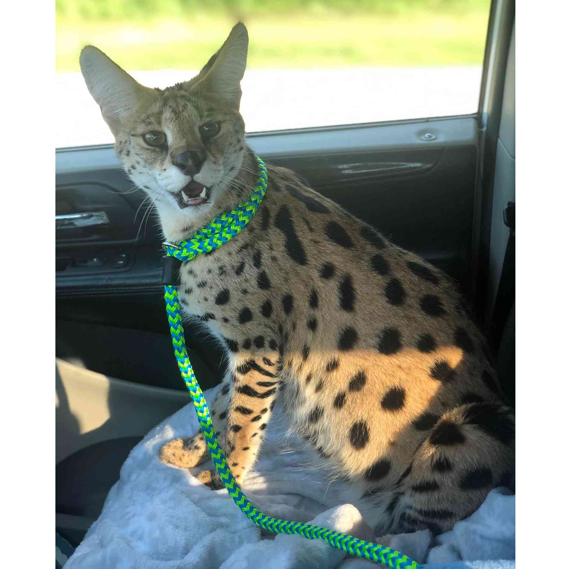 Donate to Pandora AKA Dora | Support animal welfare with CUDDLY