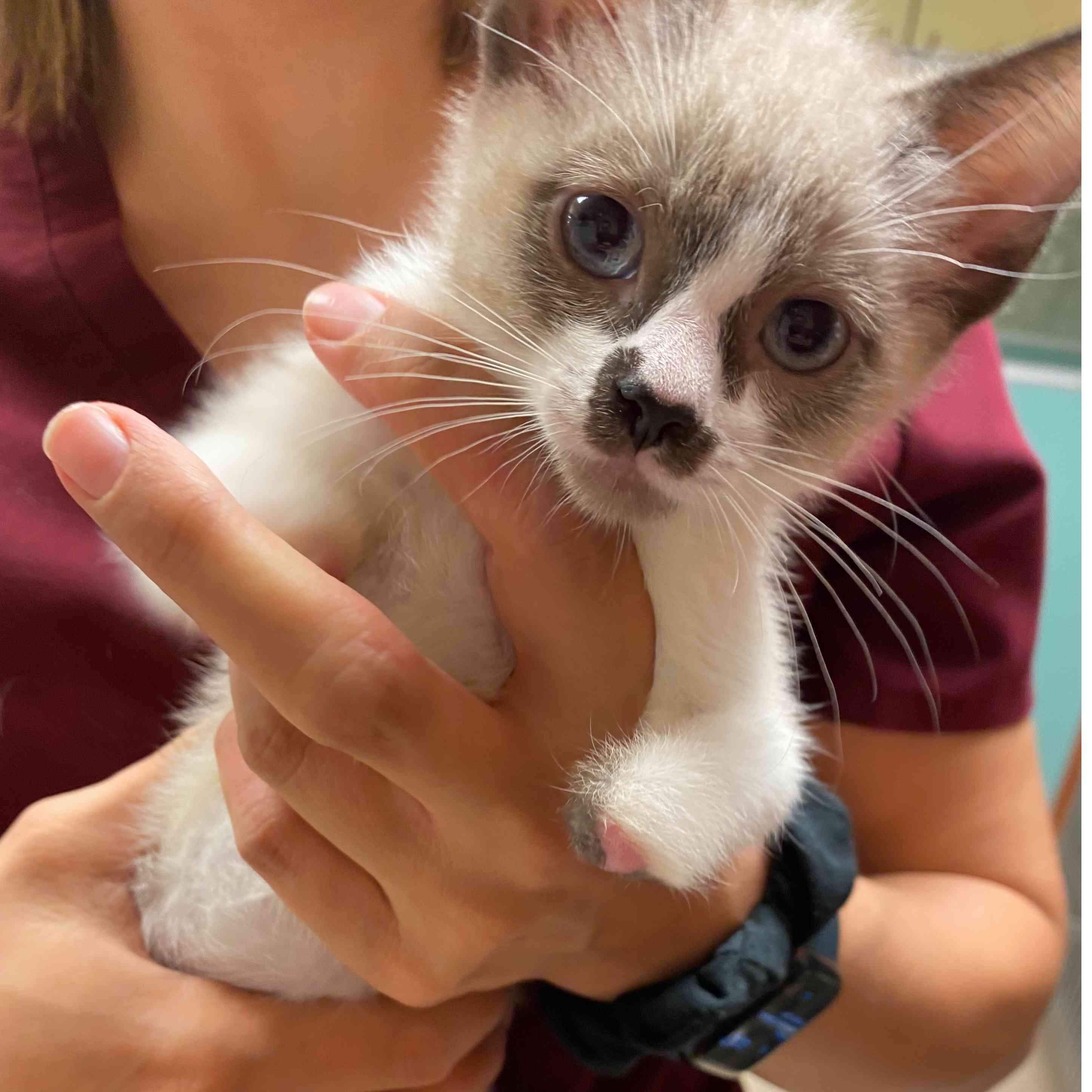 Donate to Medical Supplies for NON Profit Low Cost Spay Neuter Clinic ...